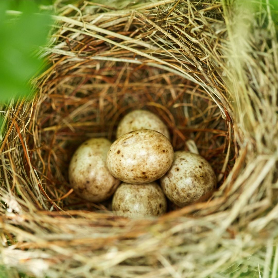 RED BACKED SHRIKE (Lanius collurio) - songbird factfile